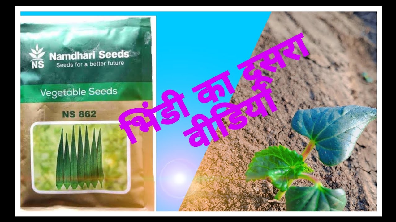 भिंडी का खेती 🌴Bhindi ki kheti / Namdhari seeds NS 862 पौधा तीन पत्ता ...