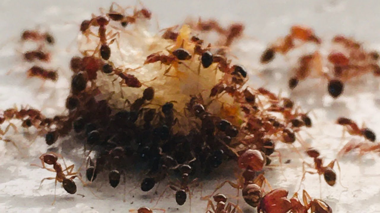 Biblical Lessons from the Ants, Rock Badgers, Locusts & Lizards Pt. 1 ...