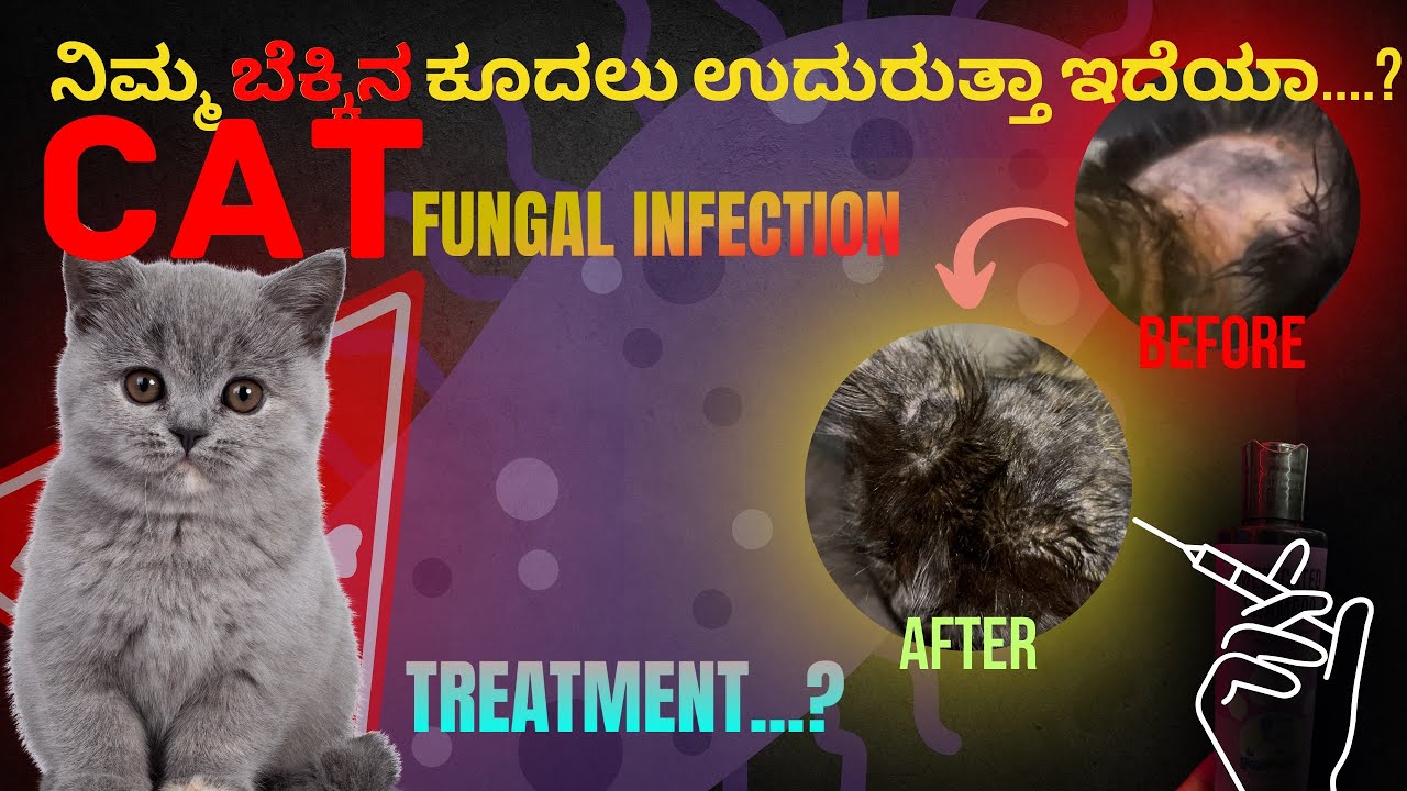 How to Spot and Treat Fungal Infections in Cats: A Complete Guide In ...