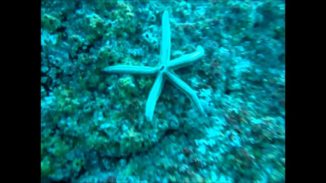 Diving Bat Islands in Guanacaste, Costa Rica - YouTube
