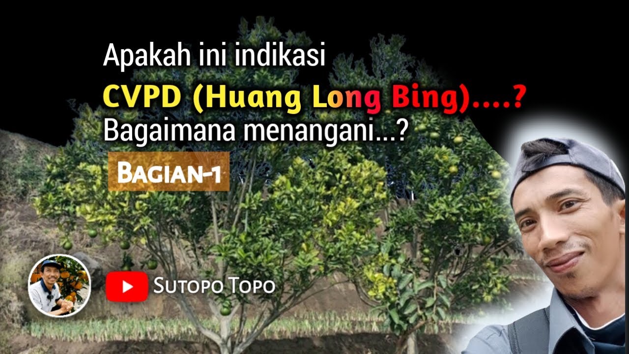 PENYAKIT MEMATIKAN, CVPD (Huang Long Bing=HLB) & PENANGANANNYA (Bag.1 ...