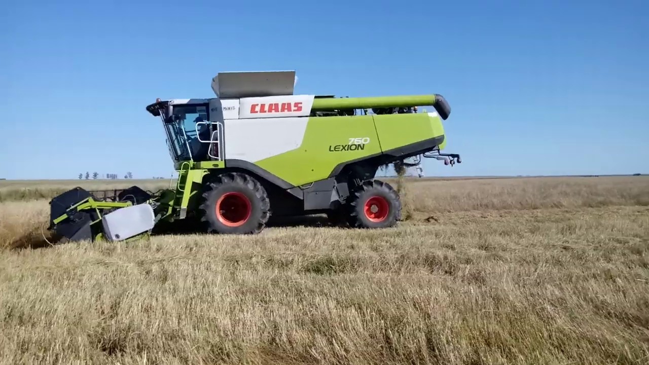 Class Lexion 760 colhendo azevem - YouTube