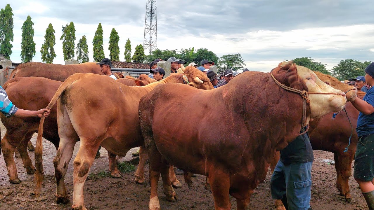 KUMPULAN SAPI MONSTER DAGING SUPER🔥 Pasar Sapi Plaosan - YouTube