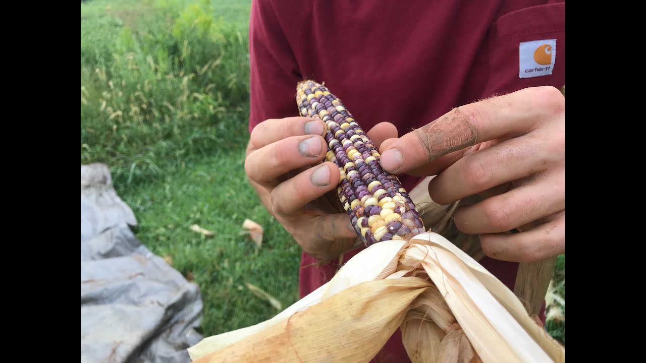 Farmer Teddy discusses color variations of grain corn - YouTube