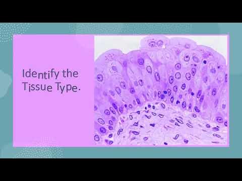 NEW Epithelial, Connective, Muscle &amp; Nervous Tissues Histology ...
