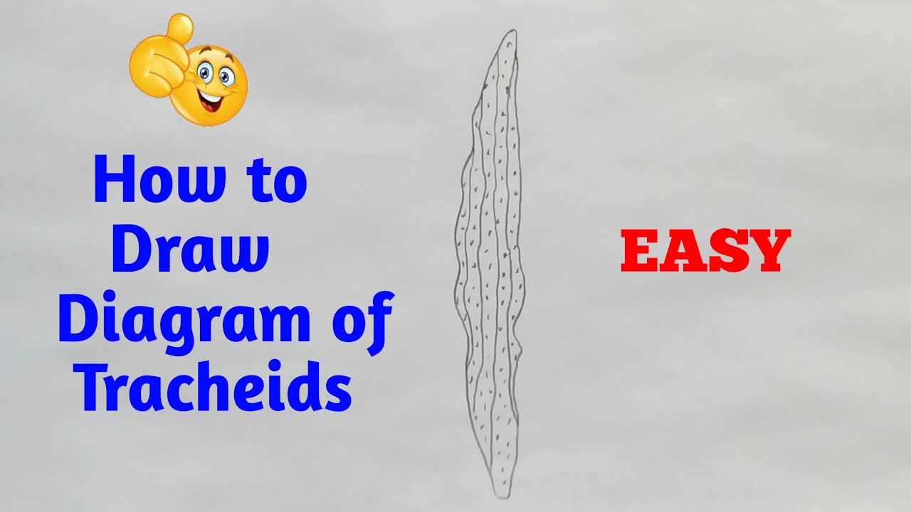 Xylem tracheids diagram | how to draw diagram of xylem tracheids - YouTube