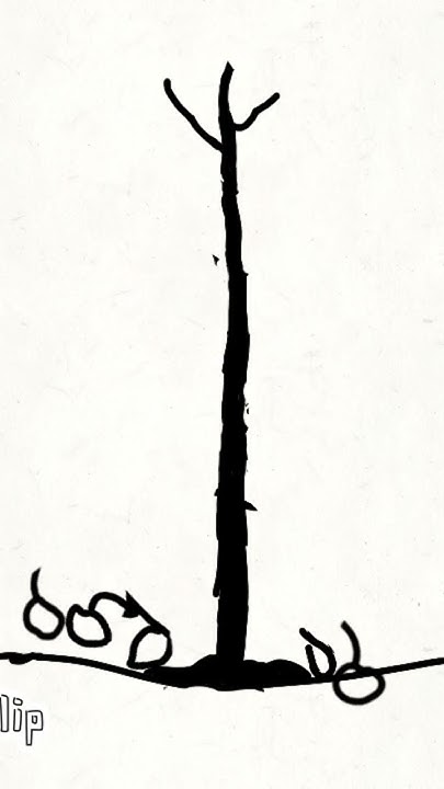 time lapse of plant to tree (animation) - YouTube