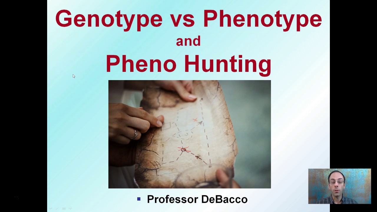 Genotype vs Phenotype and Pheno Hunting - YouTube