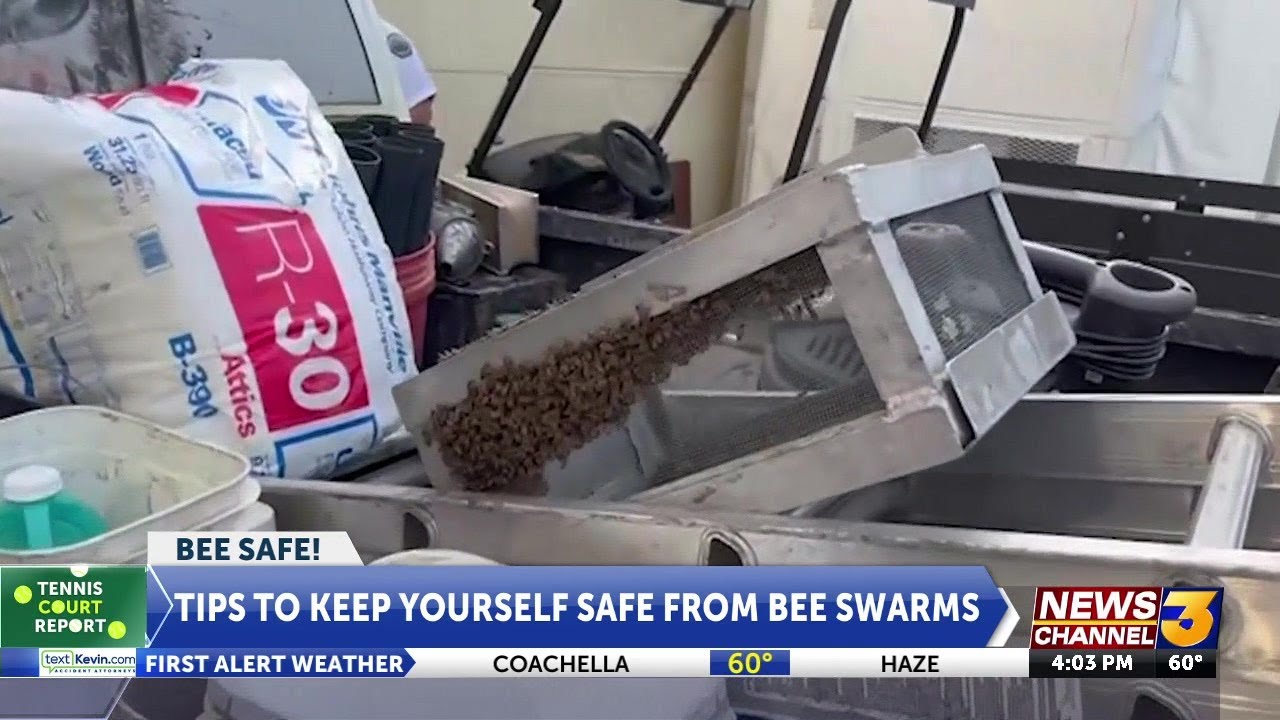 As bees swarm around the valley, here’s some advice for protecting ...
