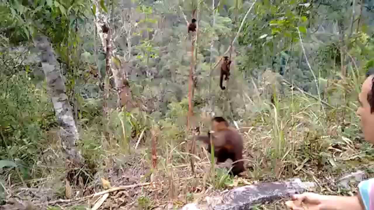 Muito Engraçado Macaco CORRE assustado quando é chamado de Vascaíno ...