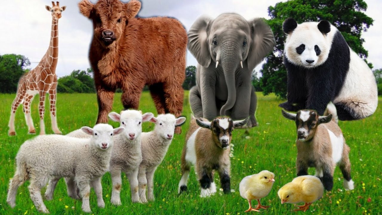 learn farm animals for children, wild animals, animals with sound ...