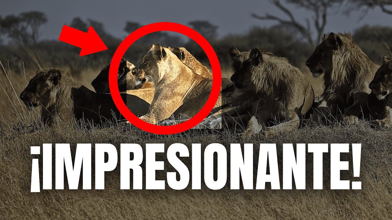El León Americano (Panthera Atrox): Descubre al FELINO MÁS GRANDE de ...