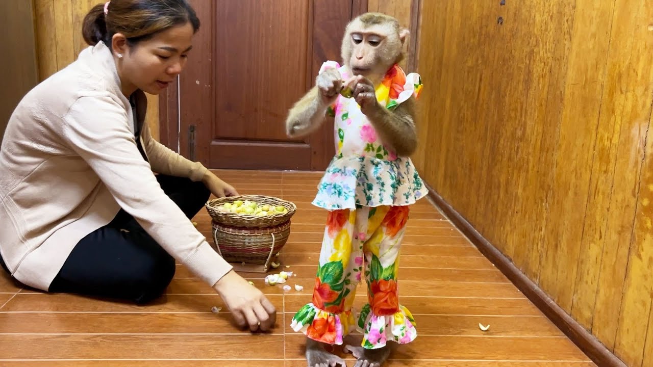 So Cute & Adorable How Innocent Judee Try To Peel Off Fruit To Eat ...