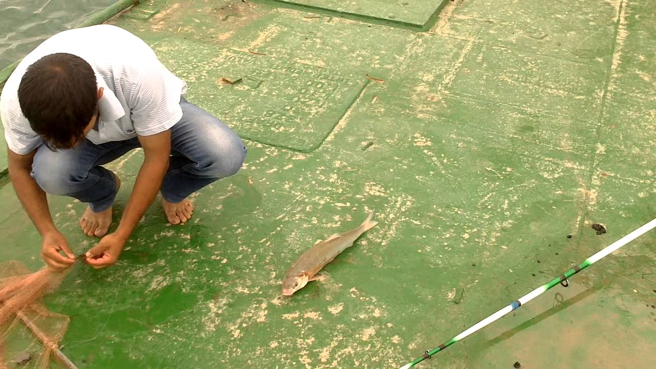 Eletde ziyad (kutum) baligi ovu - YouTube