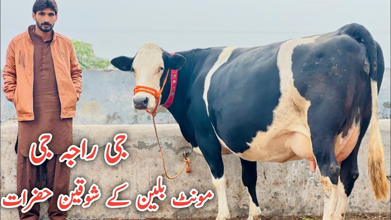 Raja Shakeel | Mont billion cows | Australian cows | Best Breed ever ...