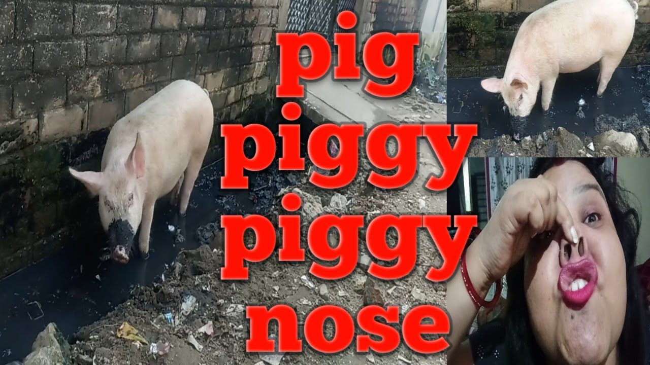 Piggy nose//pig piggy piggy nose// vlog video... - YouTube