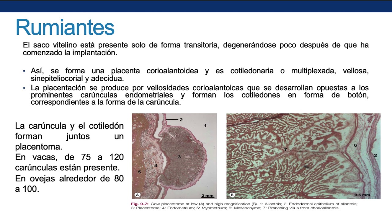 Placentación Rumiantes - YouTube