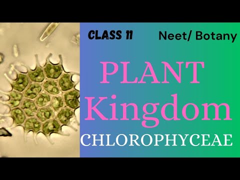 NEET|| PLANT KINGDOM || CLASS 11|| CHLOROPHYCEAE #viralvideo #youtube # ...