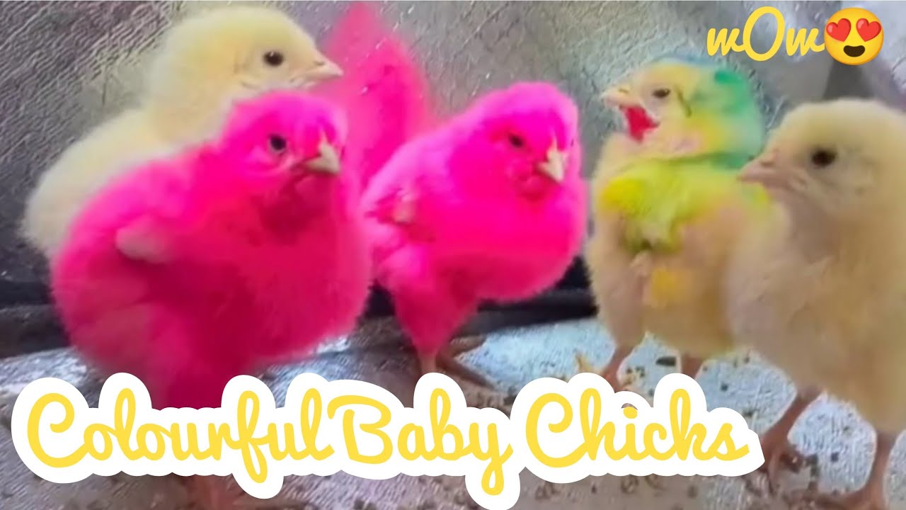 Cute Baby Chicks / Colourful Baby Chick / Chicks Video clips - YouTube
