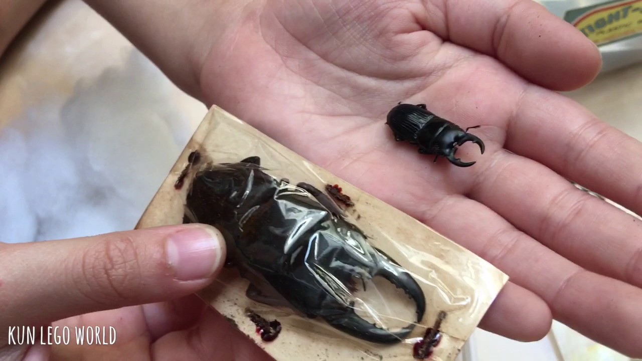 Raven reptile boy Beetle Collection pt.3 - YouTube