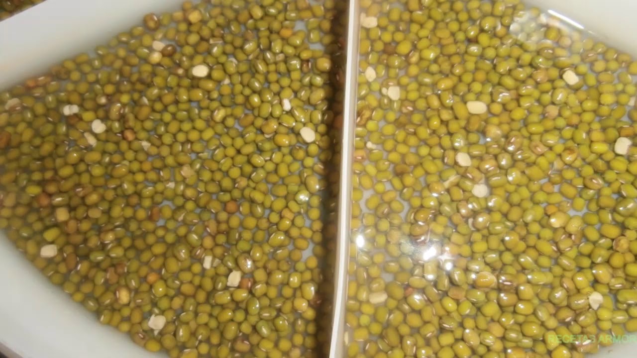 Germinar brotes de frijoles chinos - YouTube