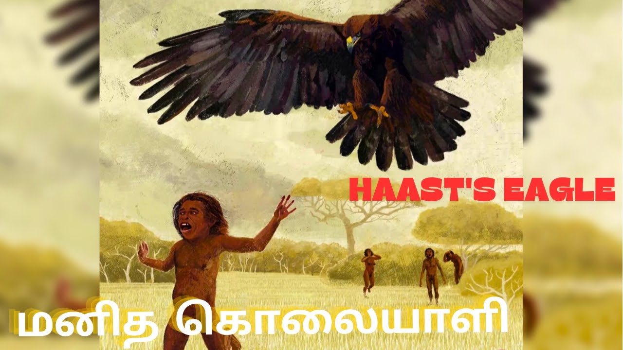 Ancient Eagle That HUNTED HUMANS || Haast's Eagle of New Zealand - YouTube