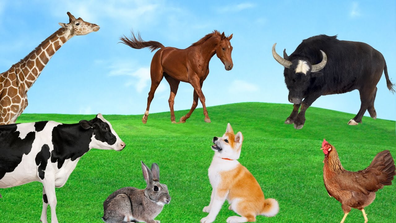 Familiar Animals - Buffalo, Horse, Giraffe, Chicken, Duck, Dog, Rabbit ...