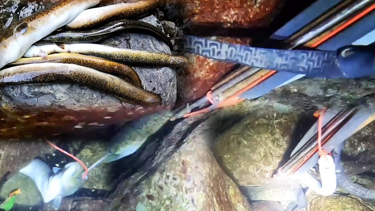 Part 1: Kakaibang Lugar na 'to😱 Ang daming Kasili o Palos #fishing # ...