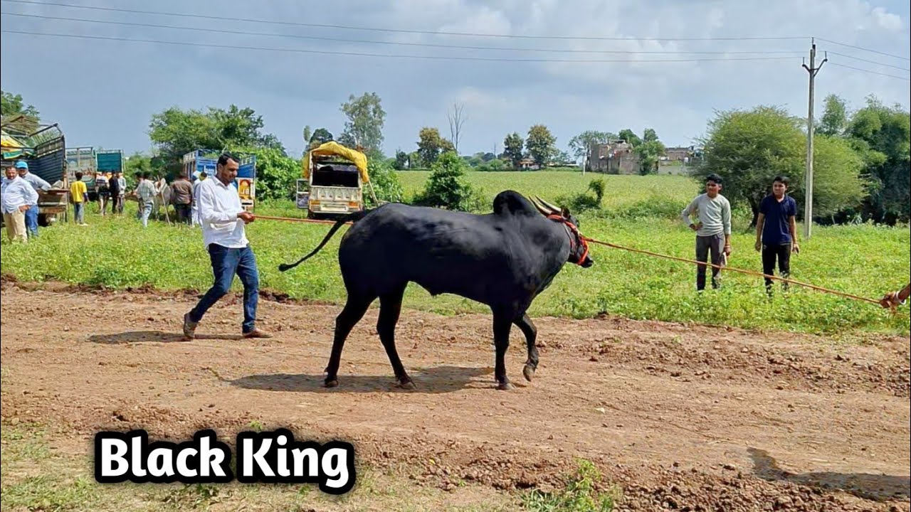 Khanapur Black Khillar Bull Powerful Running। Harda Bullock Cart Race ...