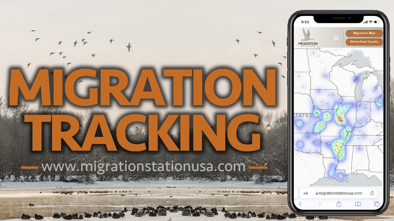 Duck Hunting - TRACK the MIGRATION with MIGRATION MAPS - YouTube