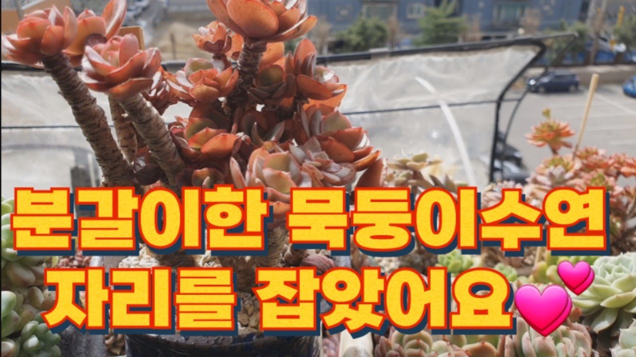 배란다난간 육이들💥고사직전 분갈이한 수연이💥자리를 잡았어요🌺🌱배란다다육 Youtube