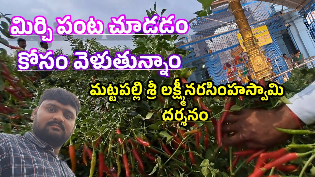 mirchi field visit and mattapalli Lakshmi narsimha swamy darshanam ...
