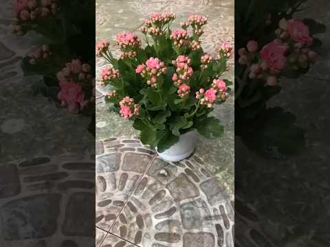 Evde kalanşo Çiçeği çoğaltma çok basit yöntem!!🌸 #organic #gardening #garden #köklendirme #kalanşo