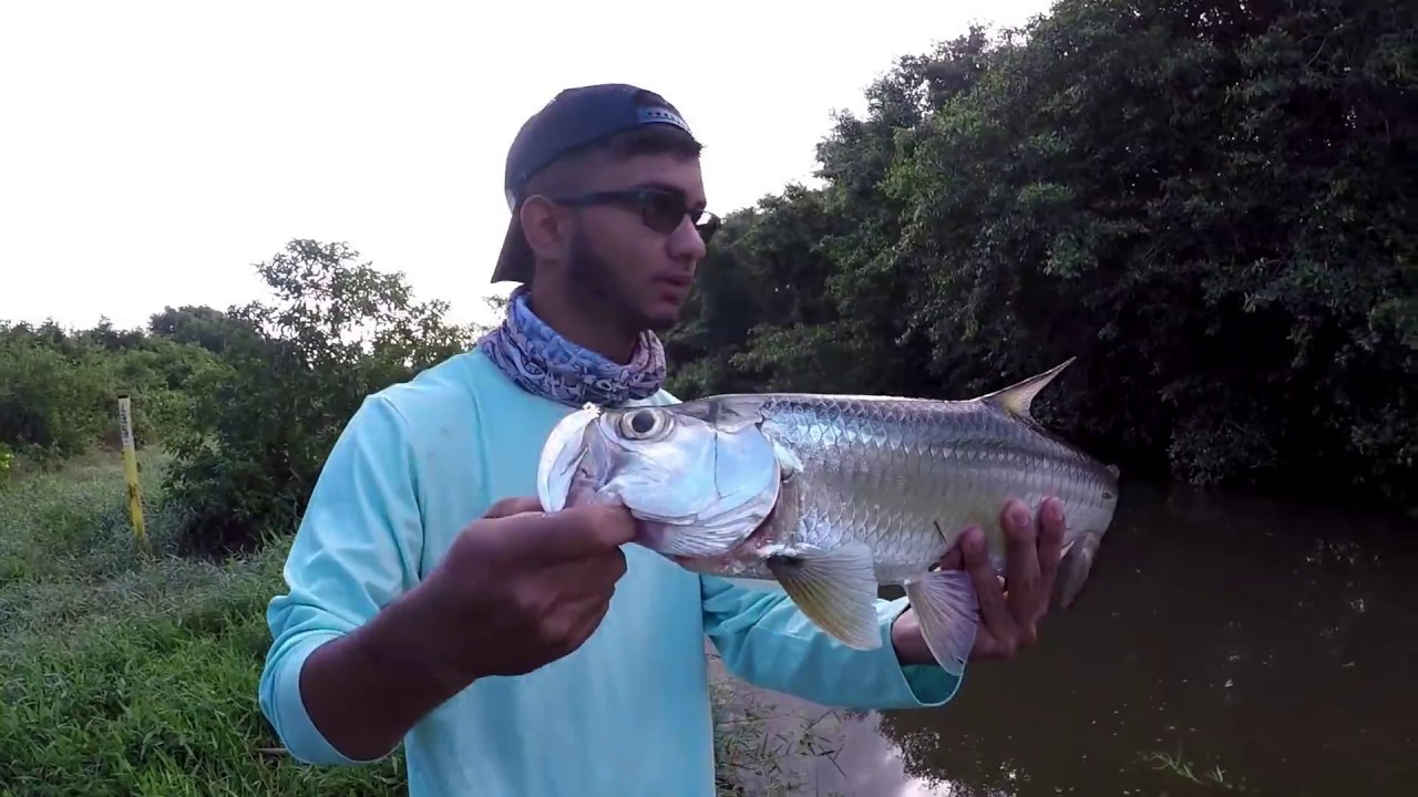 SWIMBAIT vs LIVE BAIT for Juvenile TARPON - Inshore Fishing in Trinidad ...