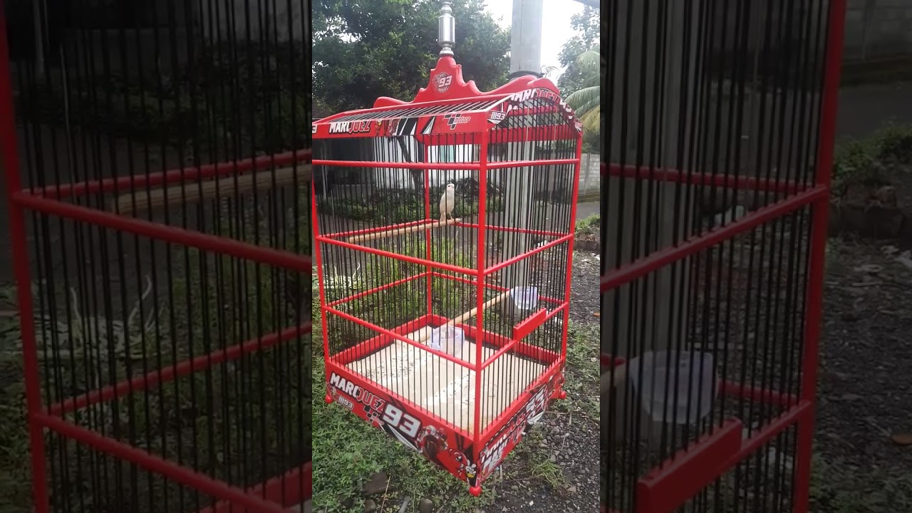 kenari lokal super - YouTube