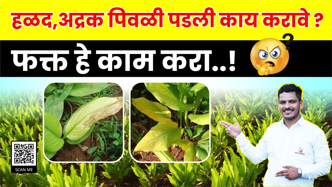 हळद ,अद्रक पिवळी पडली काय करावे ? Halad Adrak pivali padane - YouTube