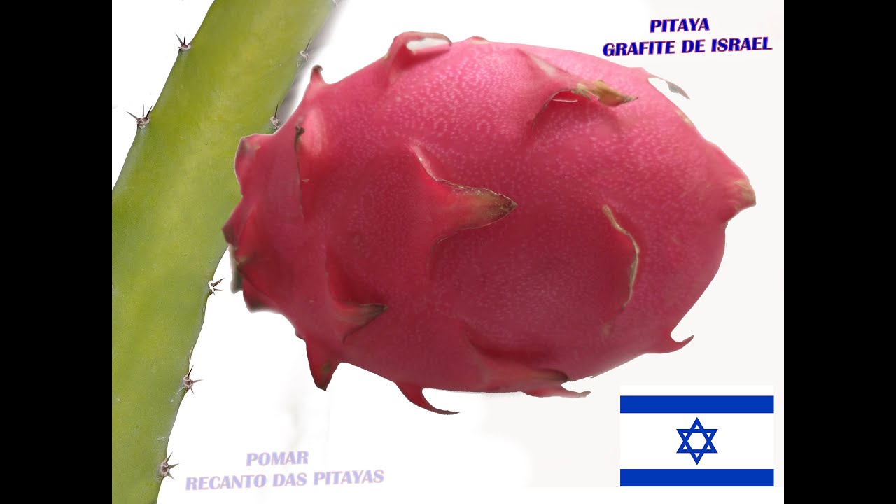 Pitayas