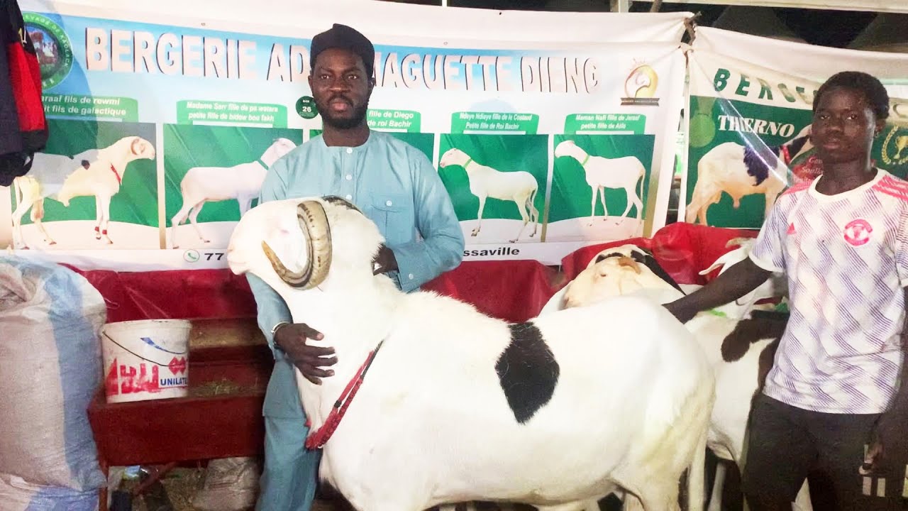 JARAF PETIT FILS DE GALACTIC A LA FOIRE SALEKA - YouTube