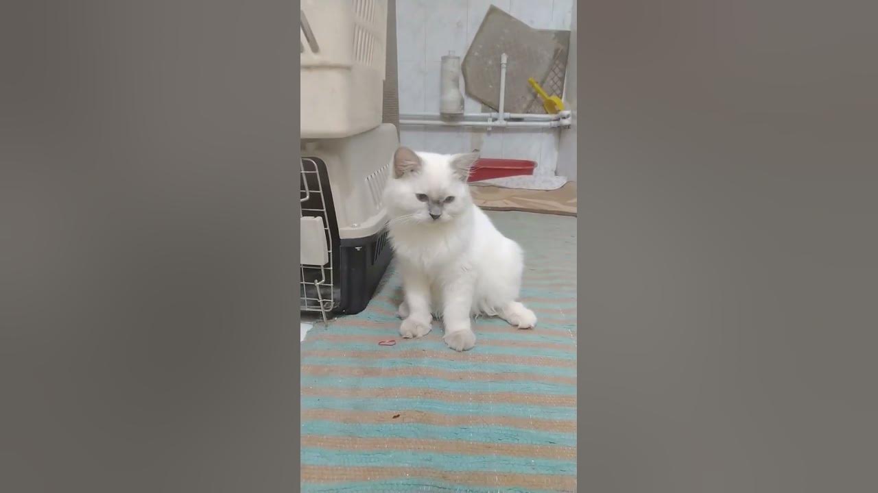القطه كيتي 🐈🐱 Youtube