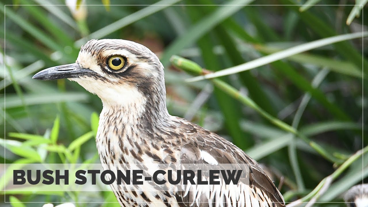 Bush Stone Curlews | Australian Bird Videos & Photography - YouTube