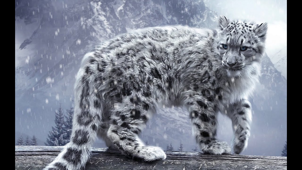 Silent Roar - Searching for the Snow Leopard (Nature/Wildlife ...