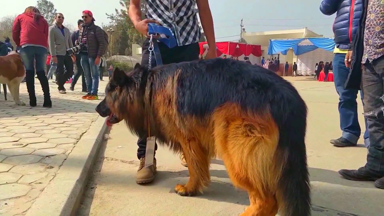 Long Hair German Shepherd in slow motion - Dog show winner - YouTube