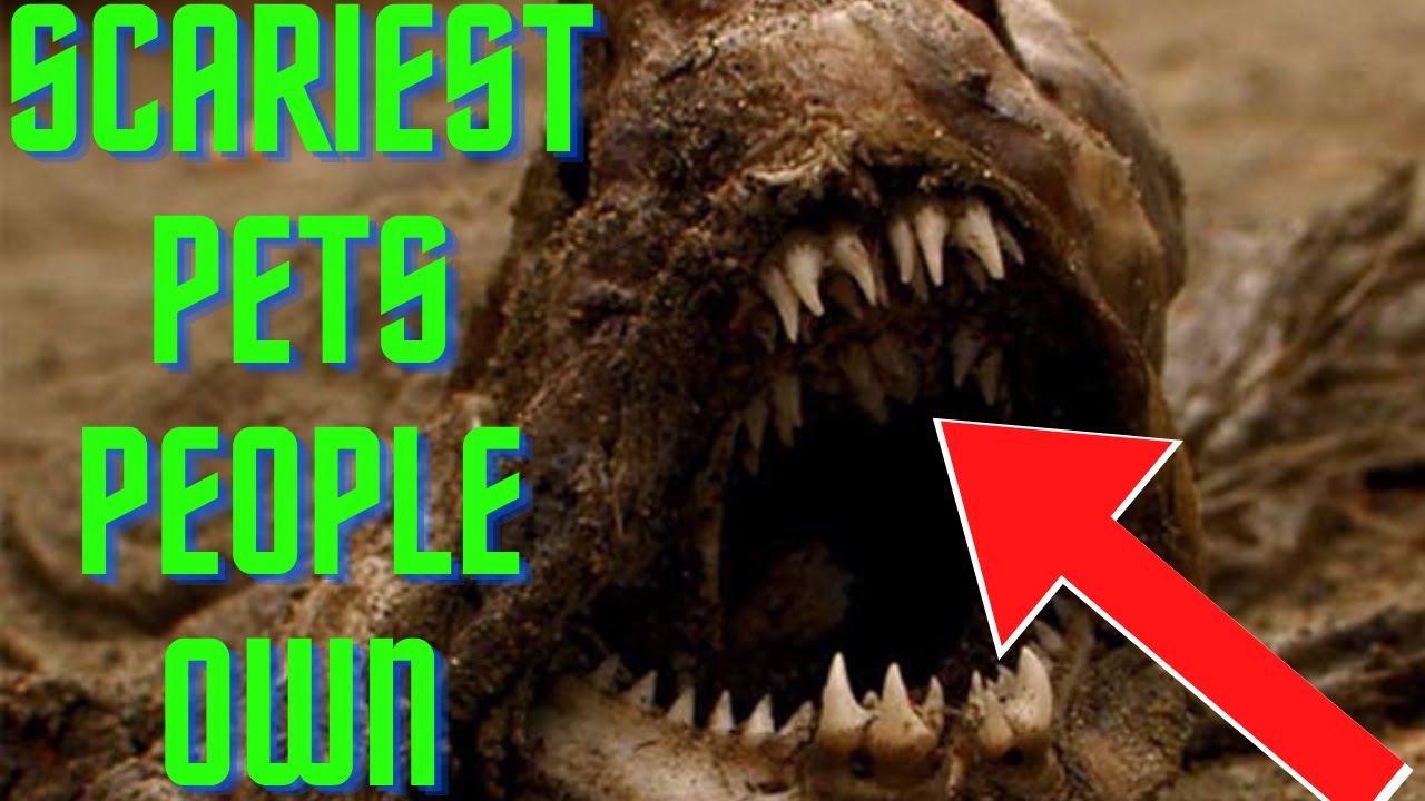 Top 10 Scariest Pets People Own (2021) - YouTube