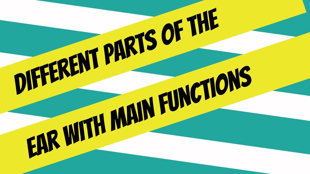 Different Parts of the Ear With Main Functions - YouTube