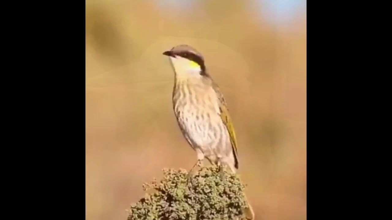 Colourful & Canorous Birds - YouTube