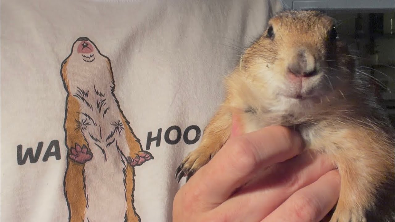 Just in time for the holidays! Poppy the Prairie Dog Merch! - YouTube