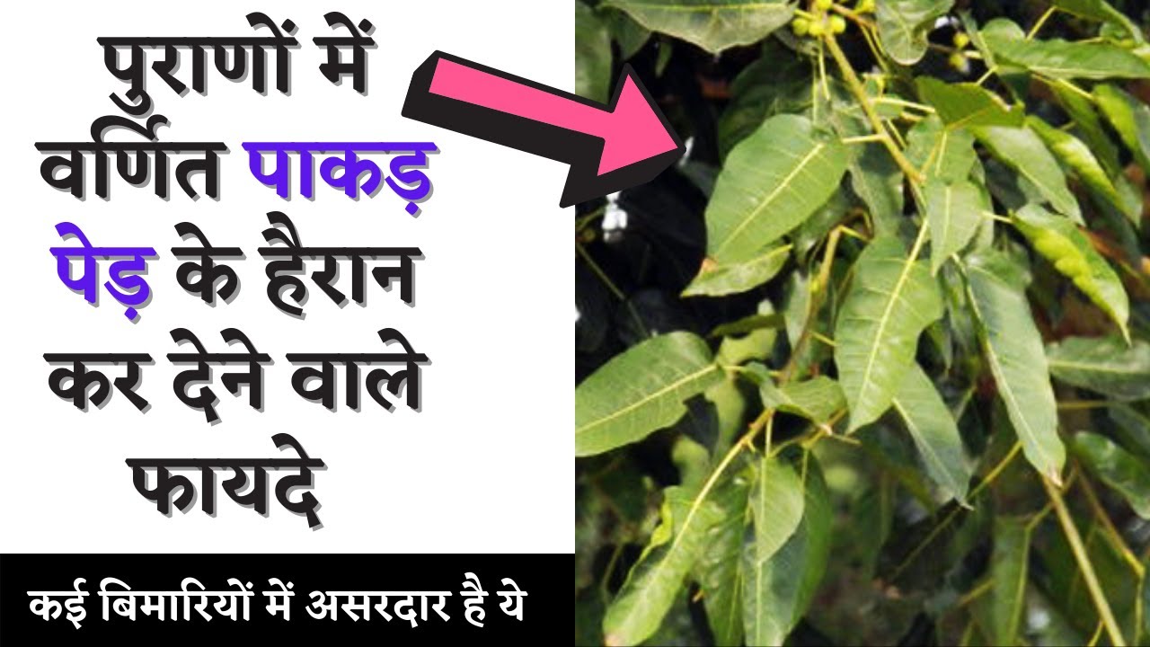 पाकड़ वृक्ष के अनोखे फायदे | Amazing Health Benefits Of Ficus Virens ...