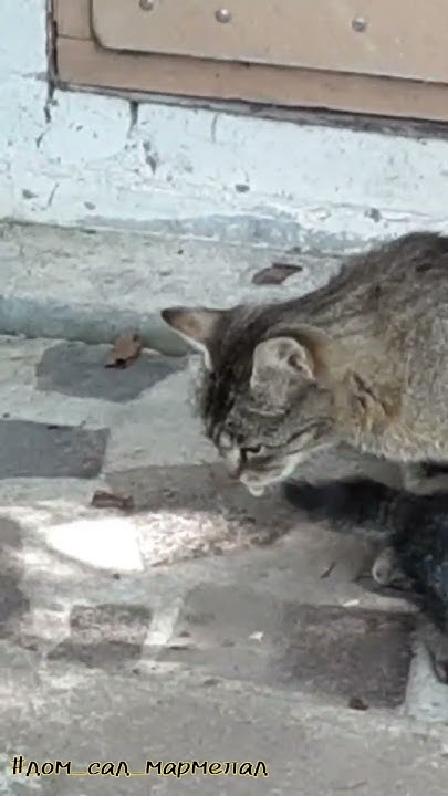 Бездомная кошка пришла с котятами Youtube