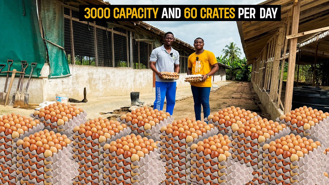 Farm Tour | Inside a 3000 Capacity Poultry Farm Producing 60 Crates of ...