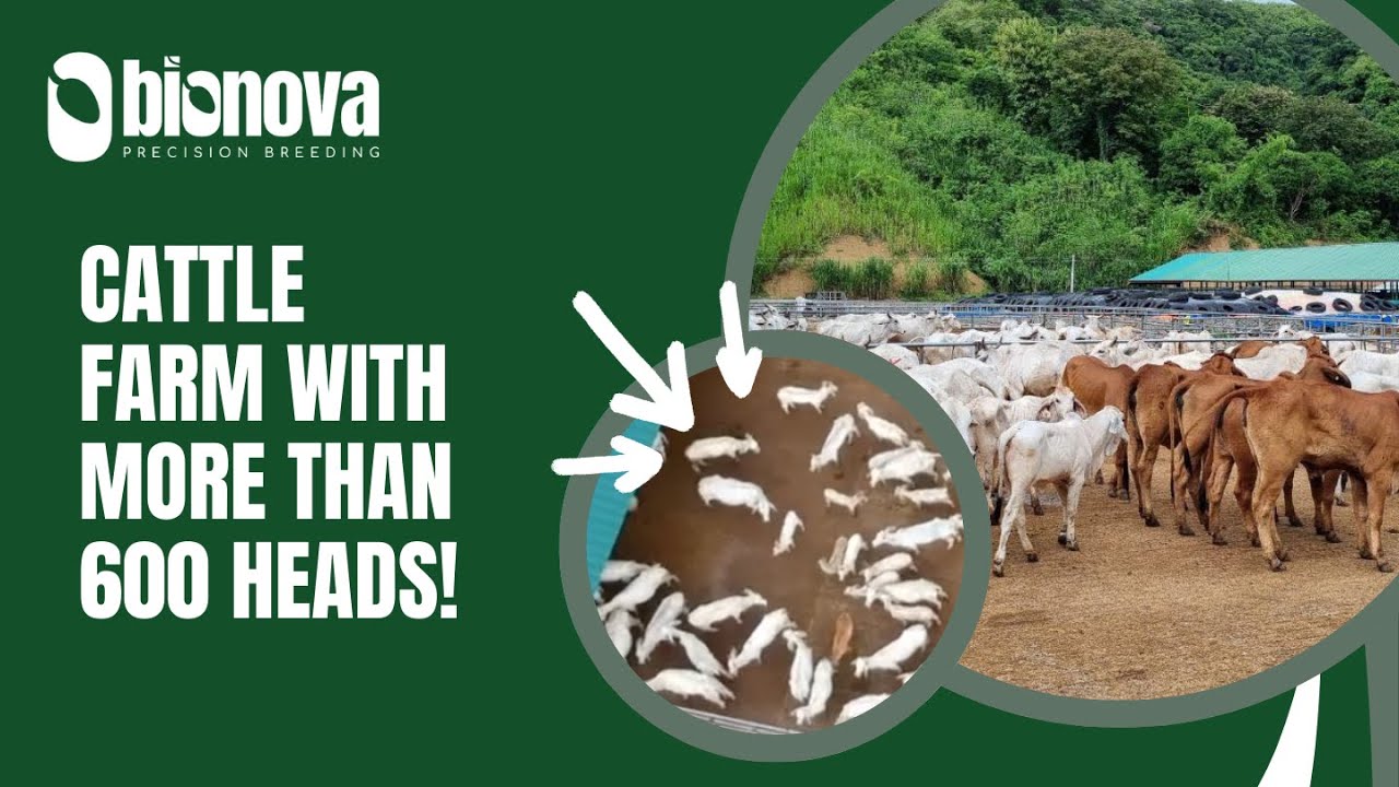Cattle Farm with More than 600 Heads in Ilocos Norte, Philippines - YouTube